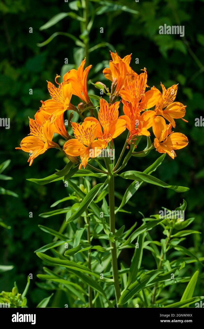Lilium pumilum (lily) an orange spring summer flower plant stock photo ...