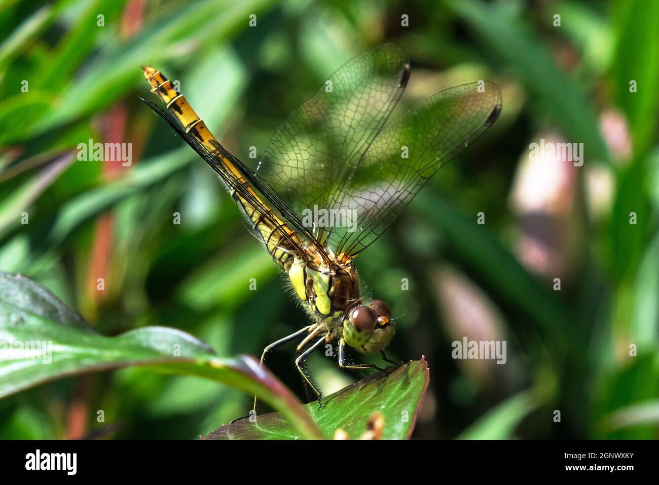 Closeup Image of Common Darter Dragonfly (Sympetrum Striolatum Stock ...