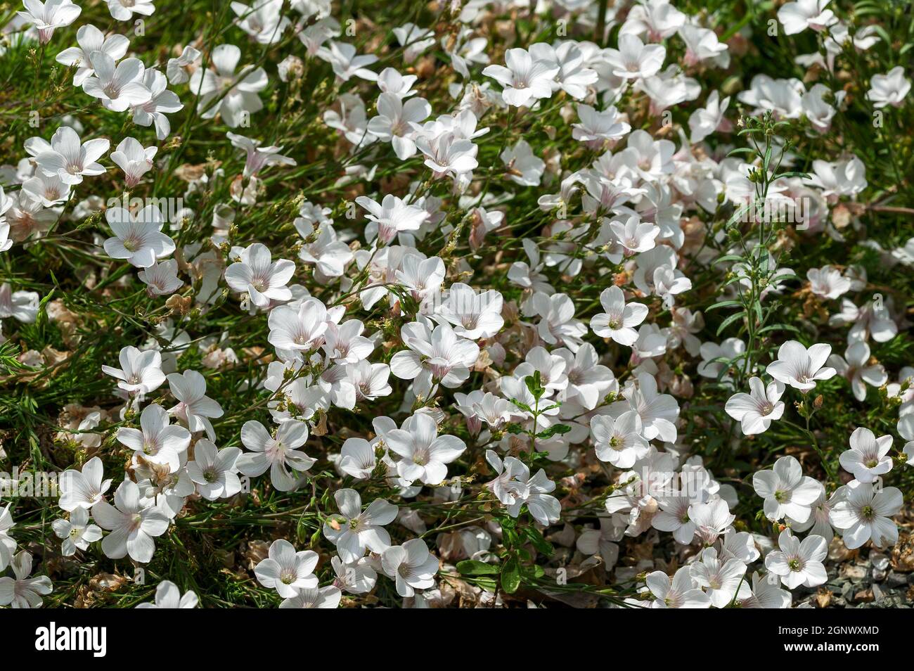 Linum suffruticosum subsp salsoloides a spring summer flowering semi ...