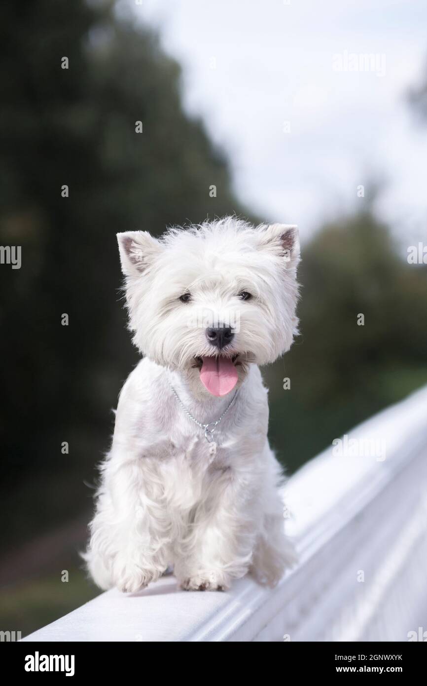 West Highland White small white dog sitting on a white stucco fence ...