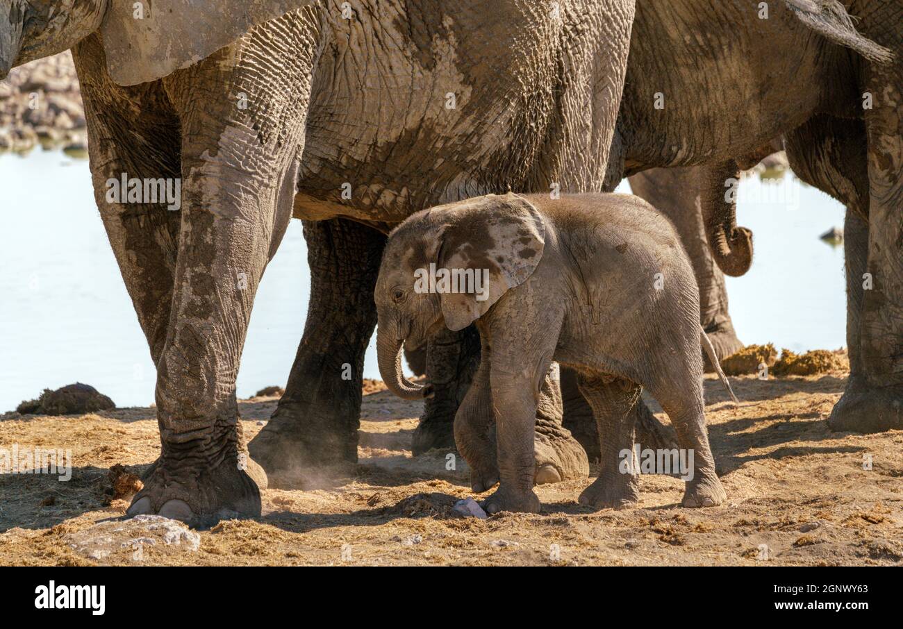 Elephants in Northern Namibia Stock Photo - Alamy