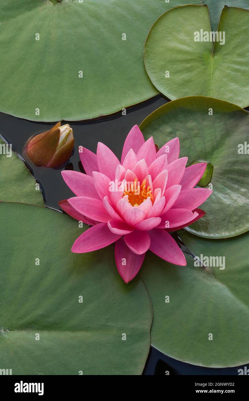 Pink waterlily shot from above at Ben and Ros Walcott Garden ,Canberra ...