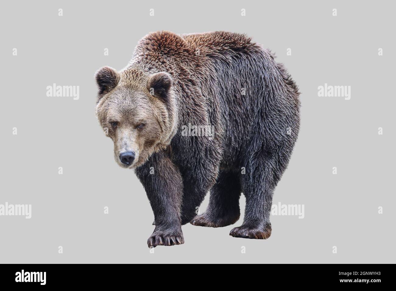 Male beast bear on isolated gray background Stock Photo - Alamy