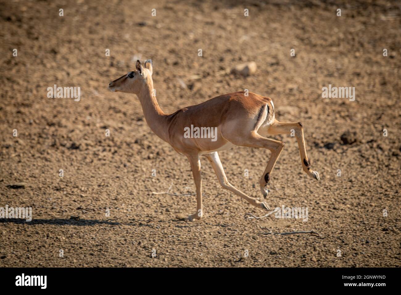 Gravel pan hi-res stock photography and images - Alamy