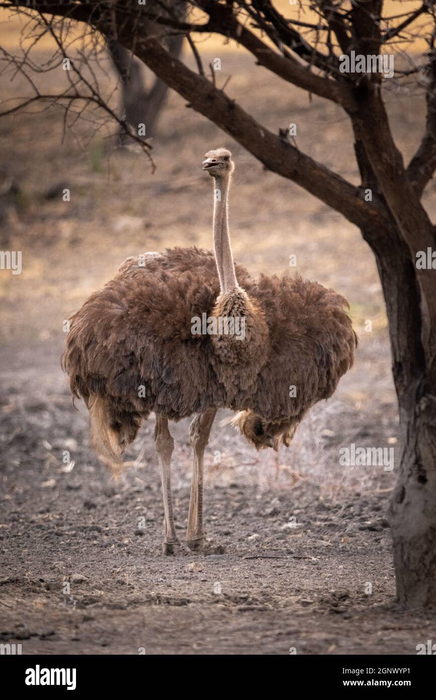 Female common ostrich by tree watching camera Stock Photo - Alamy