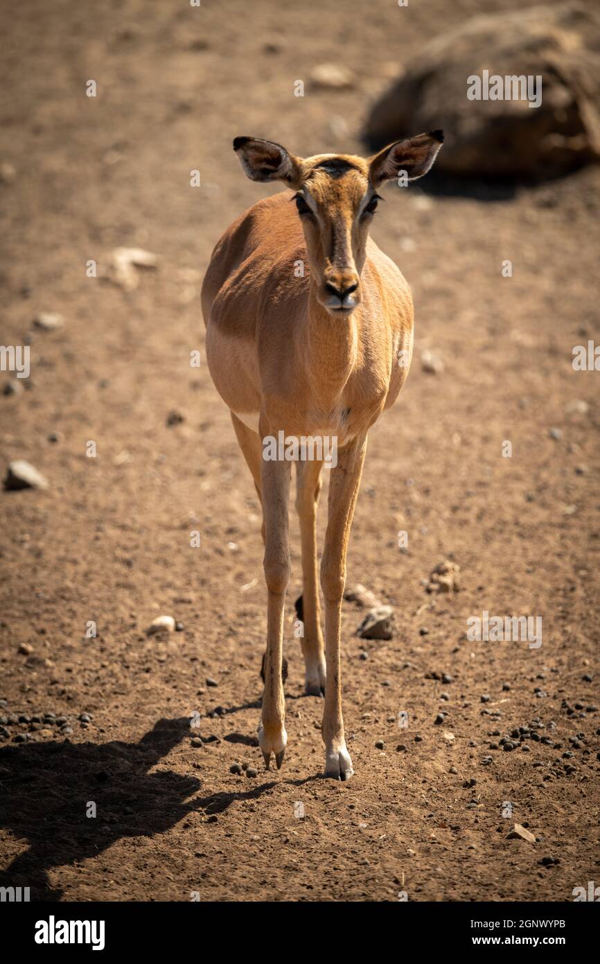 Female common impala walks across stony ground Stock Photo - Alamy