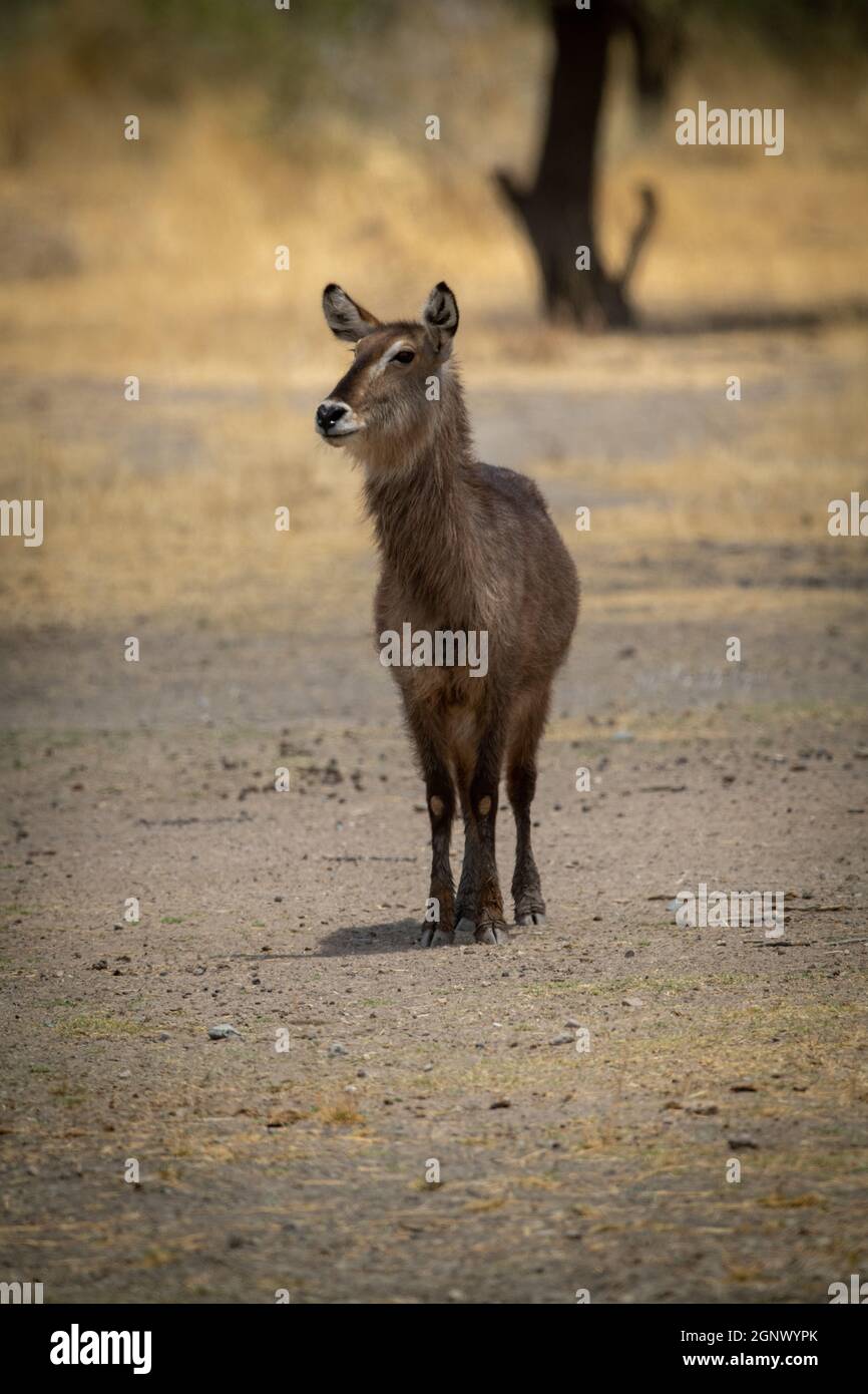 Female common waterbuck stands staring at camera Stock Photo - Alamy