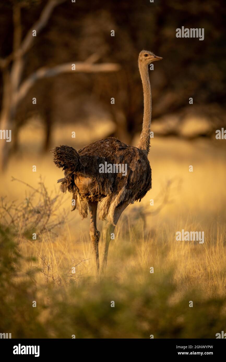 Female common ostrich stands in grassy clearing Stock Photo - Alamy