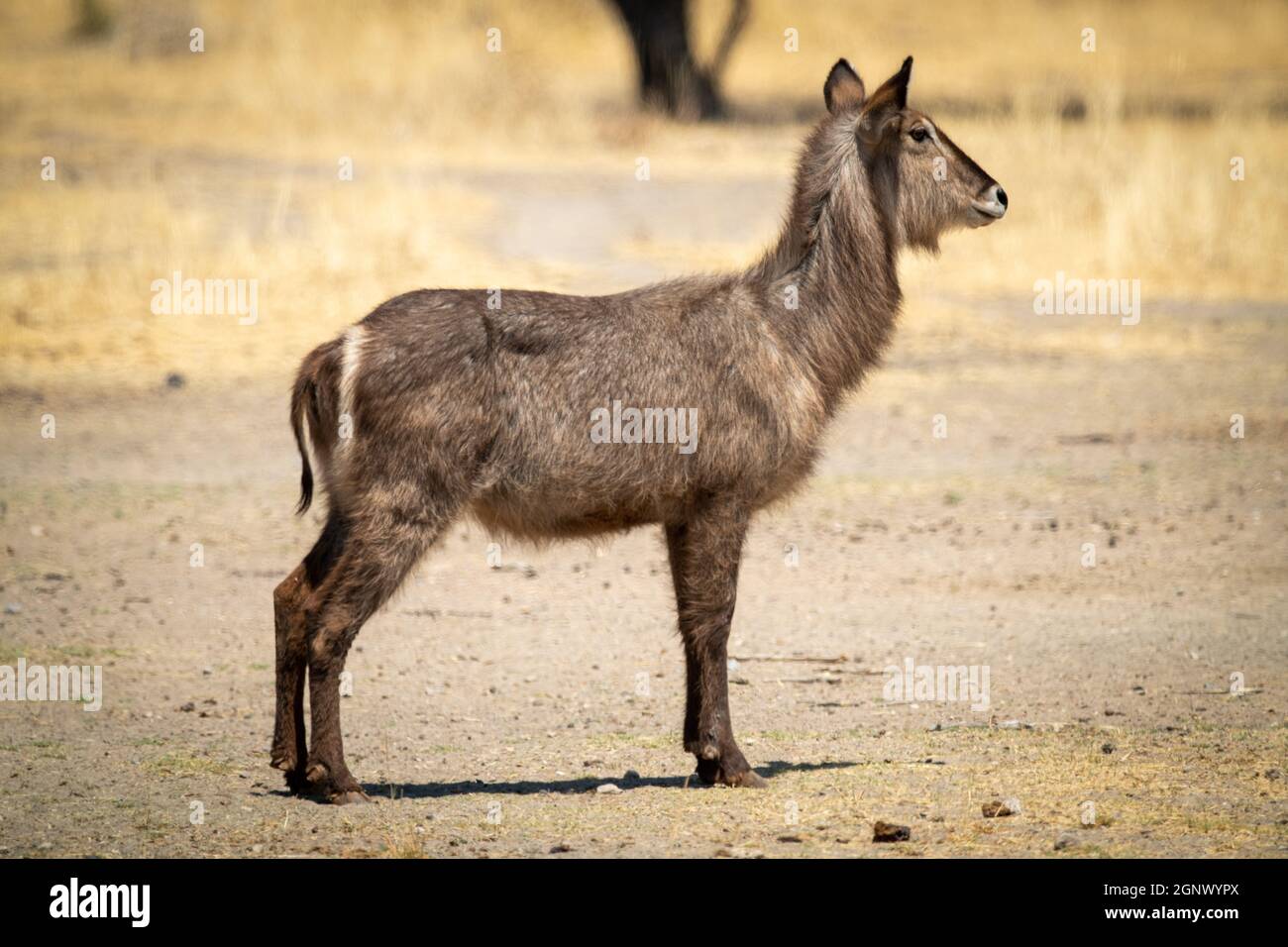 Female common waterbuck stands in profile staring Stock Photo - Alamy