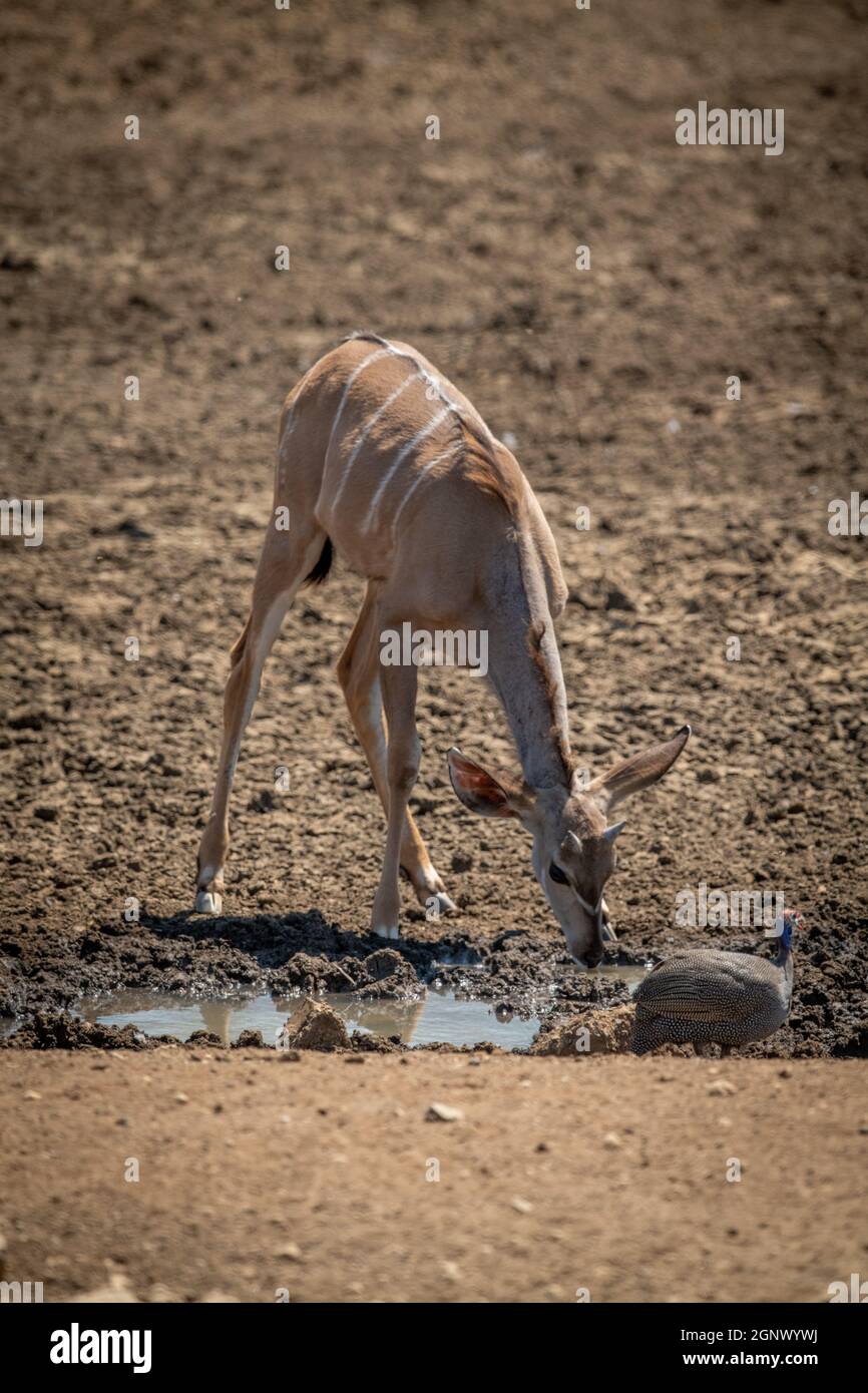 Female greater kudu drinking from muddy waterhole Stock Photo - Alamy