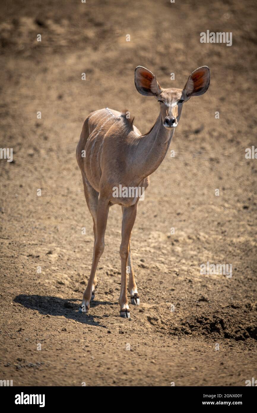 Female greater kudu stands on rocky ground Stock Photo - Alamy