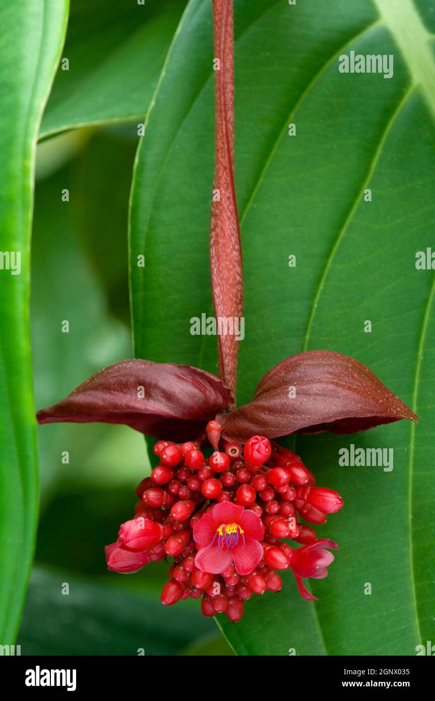 Medinilla miniata crimson medinilla6 1 jpg hi-res stock photography and ...