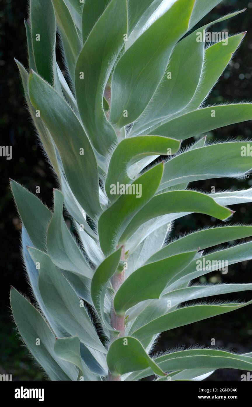 Silver Tree Leucadendron Argenteum High Resolution Stock Photography ...