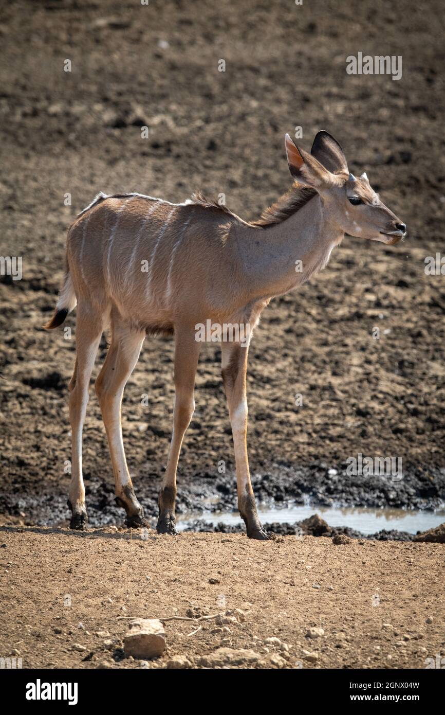 Female greater kudu stands by muddy waterhole Stock Photo - Alamy