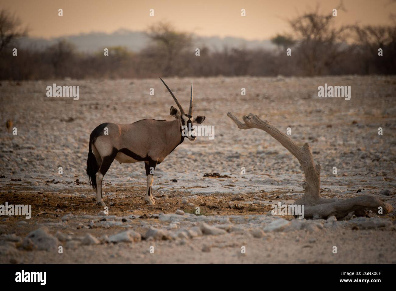 Turning towards camera hi-res stock photography and images - Alamy