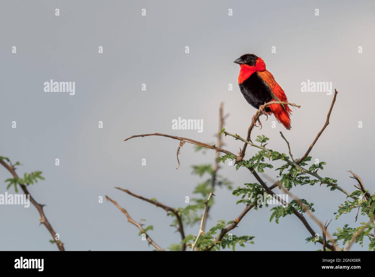 Red bishop bird hi-res stock photography and images - Alamy