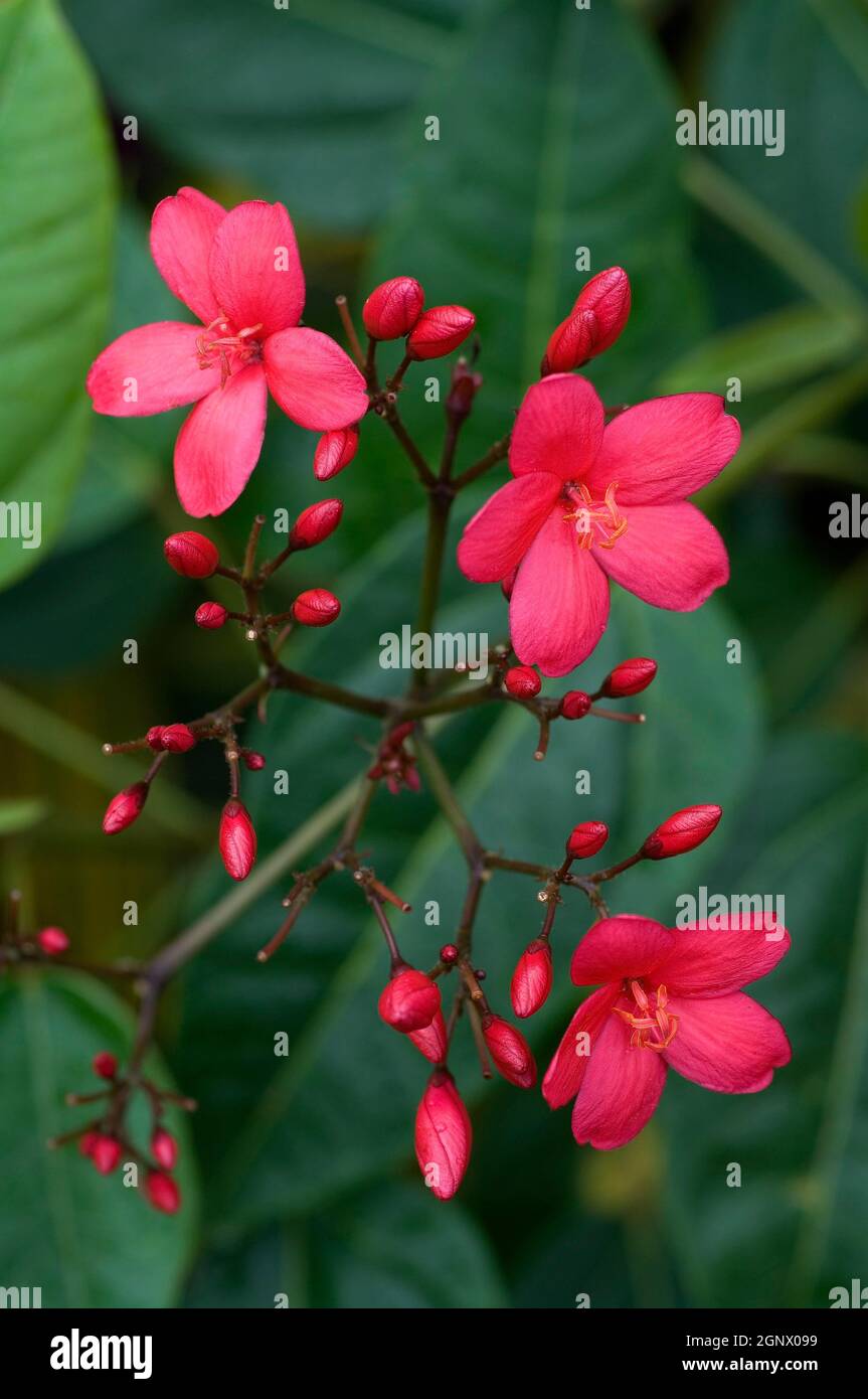Jatropha integerrima var integerrima hi-res stock photography and ...
