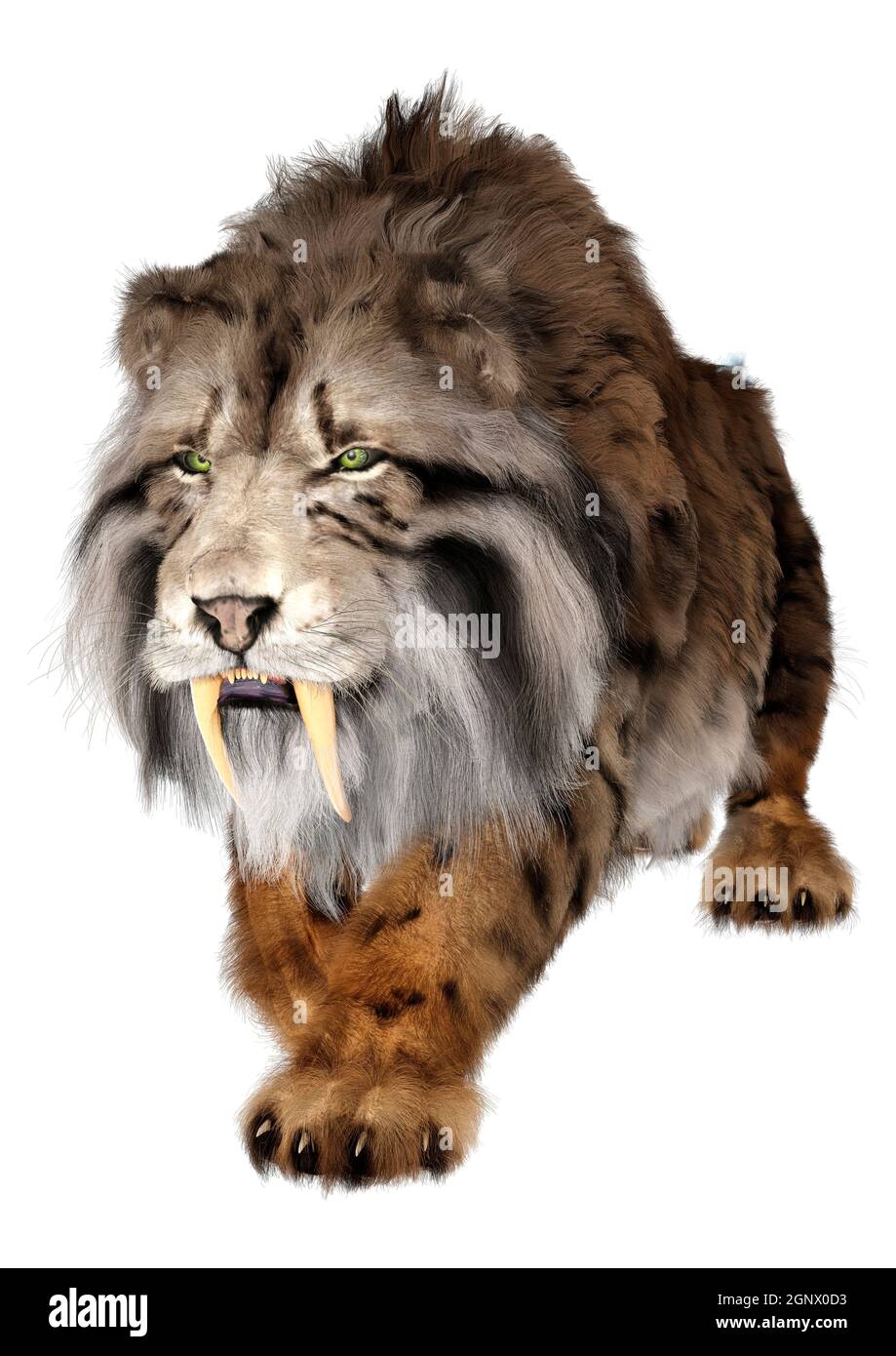 3D rendering of a sabertooth tiger isolated on white background Stock ...