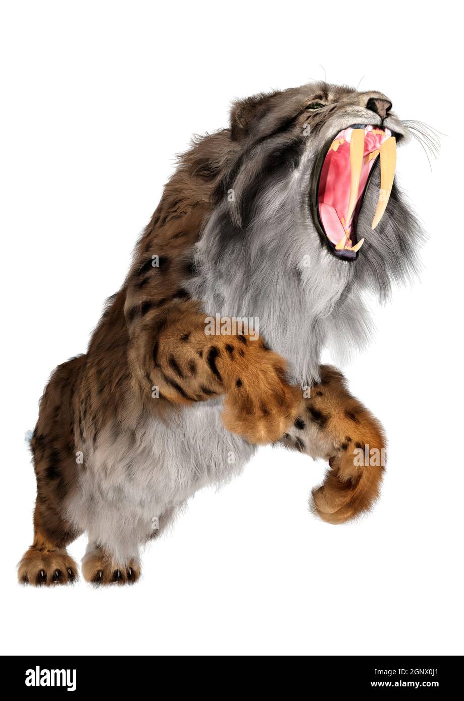 3D rendering of a sabertooth tiger isolated on white background Stock ...