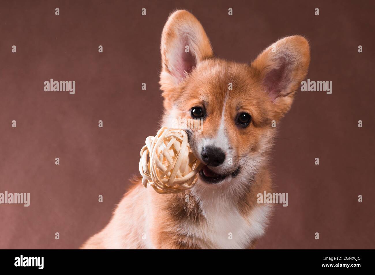 A small red dog of the Welsh Corgi Pembroke breed holds a round braided ...