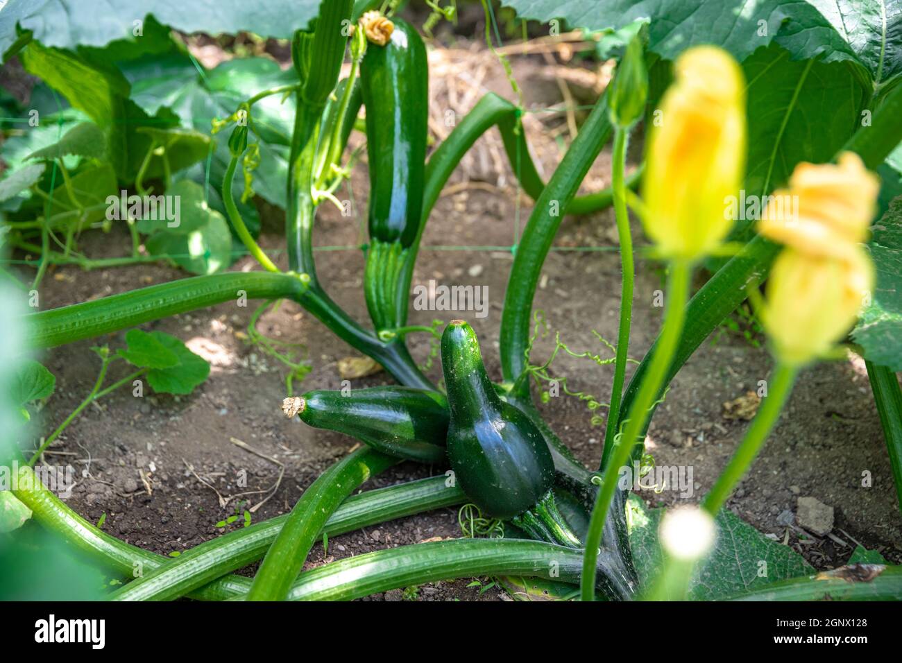 zucchini in the greenhouse for organic farms Stock Photo - Alamy