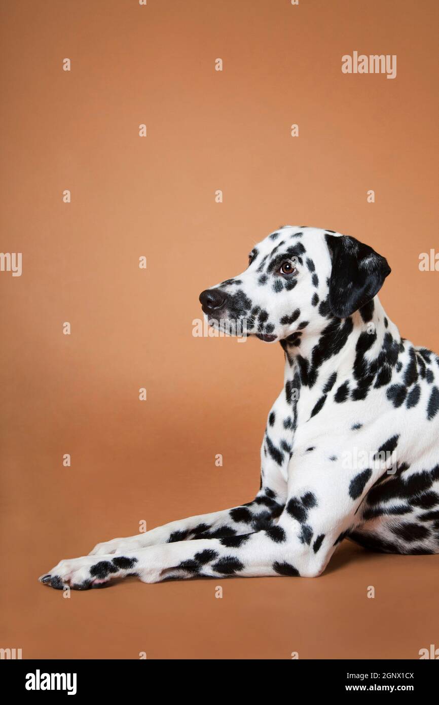 A spotty cute and beautiful Dalmatian dog lies on a red background ...