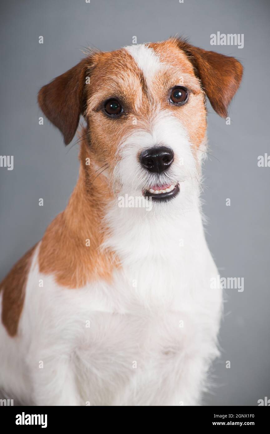 portrait of a white-red-haired dog breed hard Jack Russell Terrier on a ...