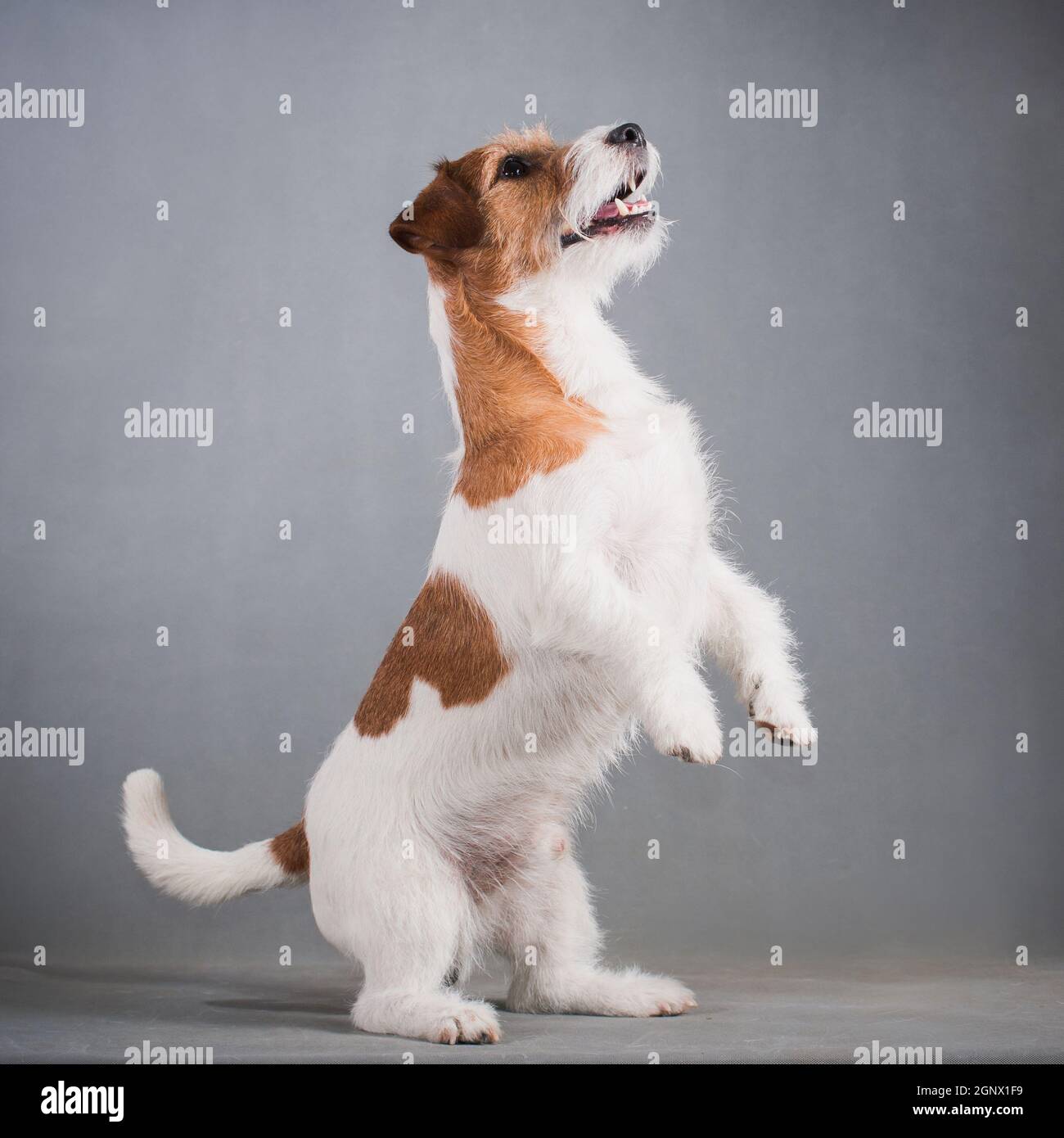 white-red-haired dog breed hard Jack Russell Terrier stands on its hind ...