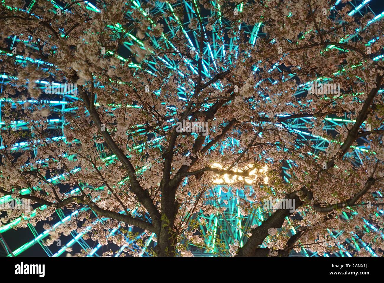 Cherry blossoms and Cosmo clock. Shooting Location: Yokohama-city ...