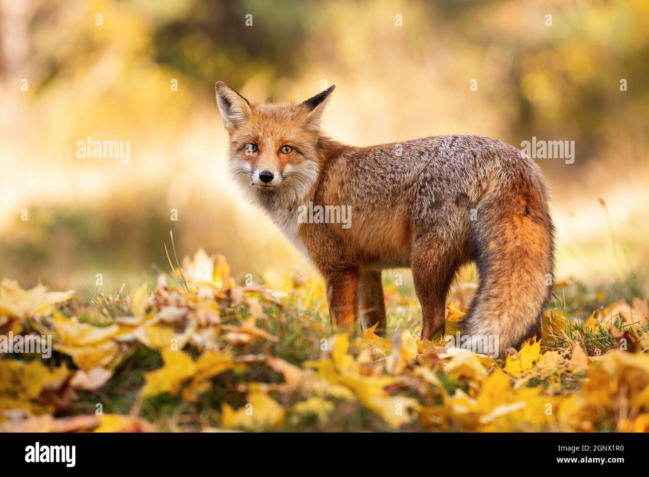 Gentle red fox standing hi-res stock photography and images - Alamy