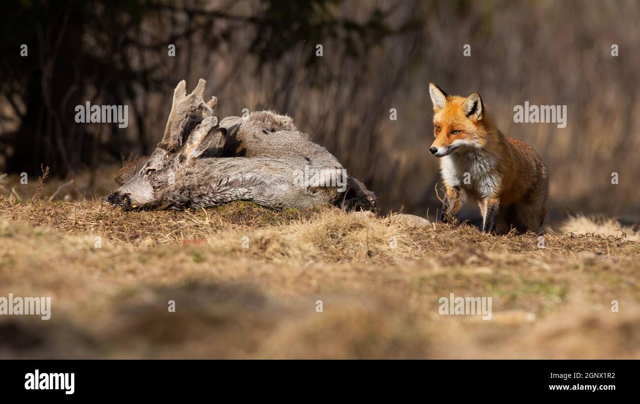Adult red fox, fox, vulpes vulpes, coming to the carcass on the meadow ...
