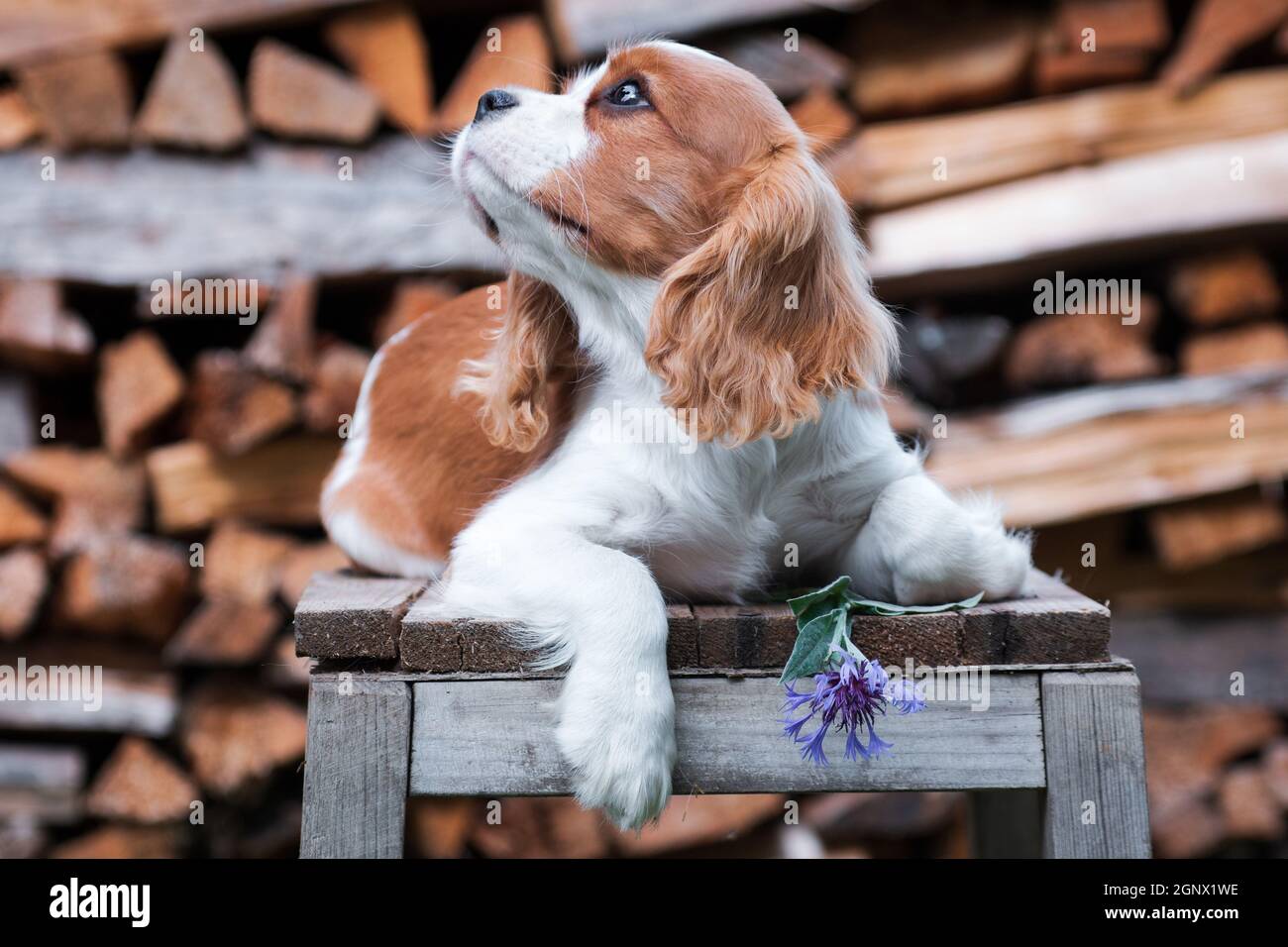 Is Red Dog 2 A True Story