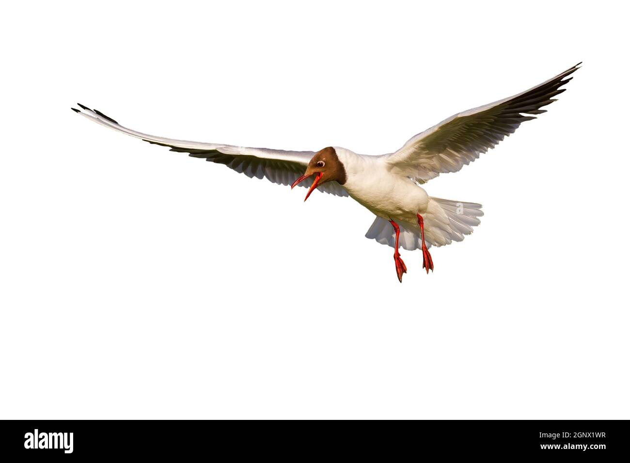 Spreading plumage Cut Out Stock Images & Pictures - Alamy