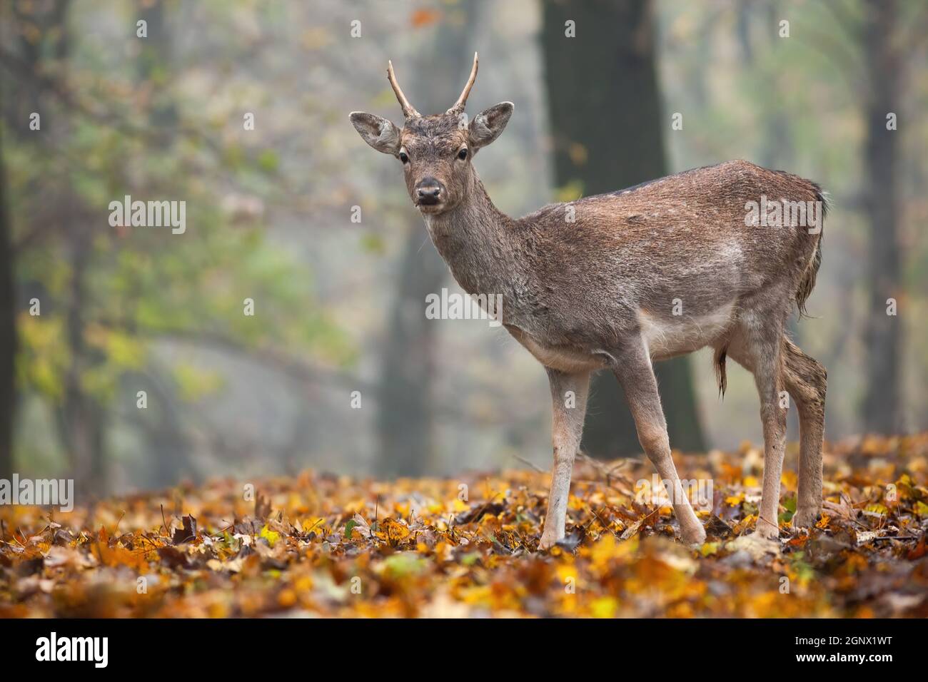 Young fallow deer, dama dama, standing in forest in autumn nature ...
