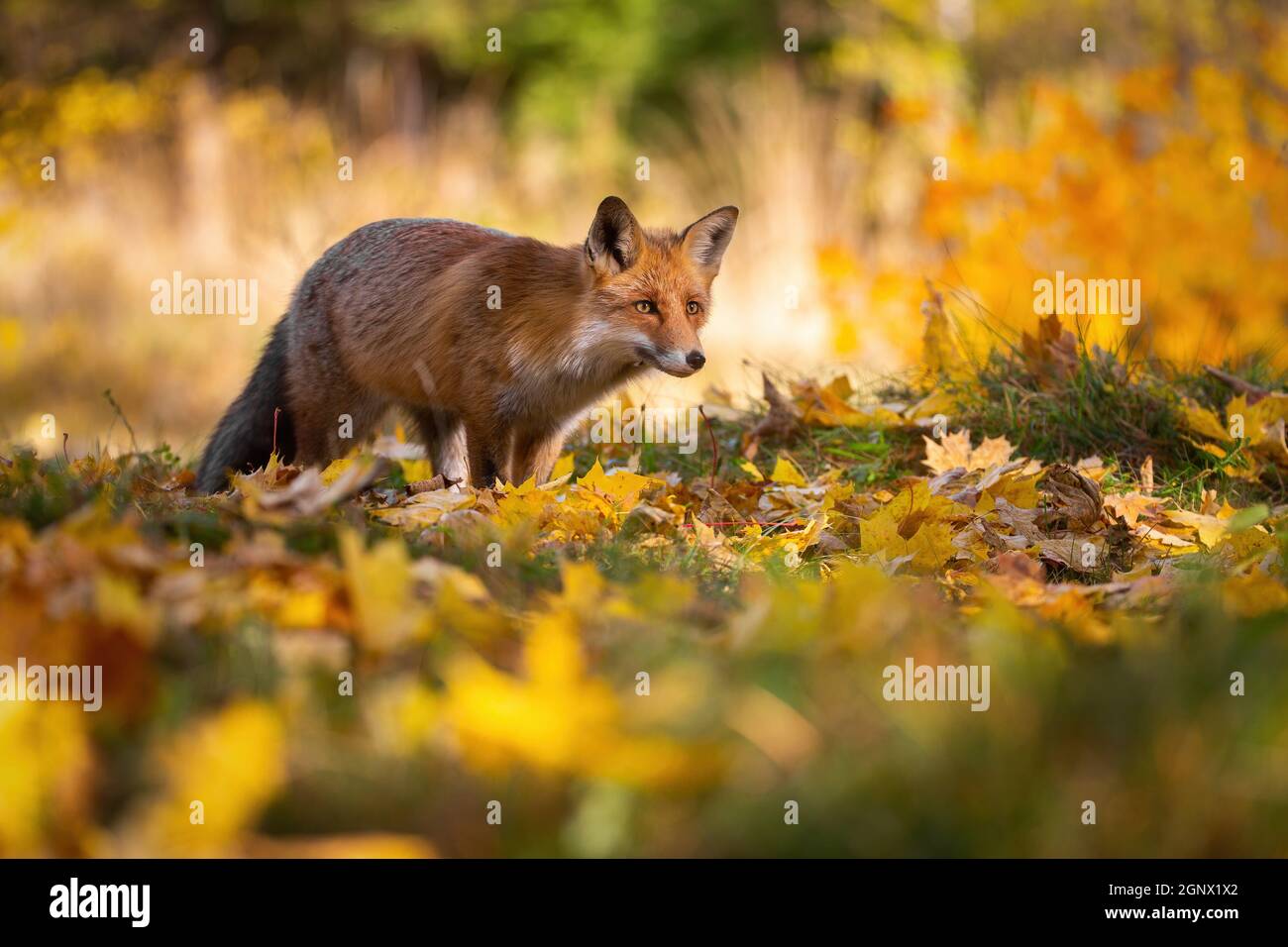Red fox, vulpes vulpes, hunting in colorful autumn nature in sunlight ...