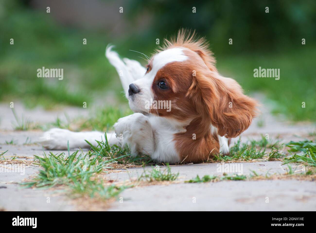 Young Cavalier King Charles Spaniel dog, red & white, long-haired ...