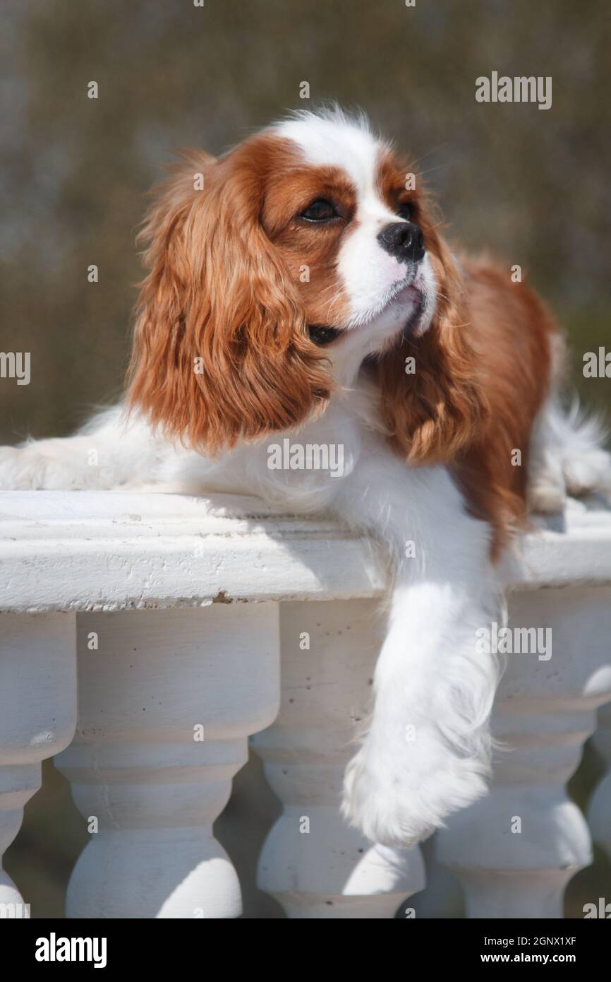 A young dog of the Cavalier King Charles Spaniel breed, red and white ...