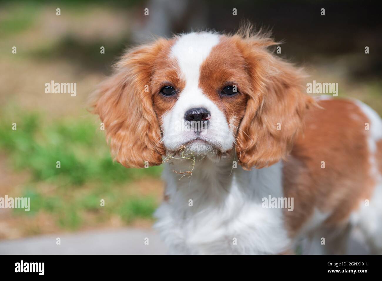 Portrait of a young dog of the Cavalier King Charles Spaniel breed, red ...