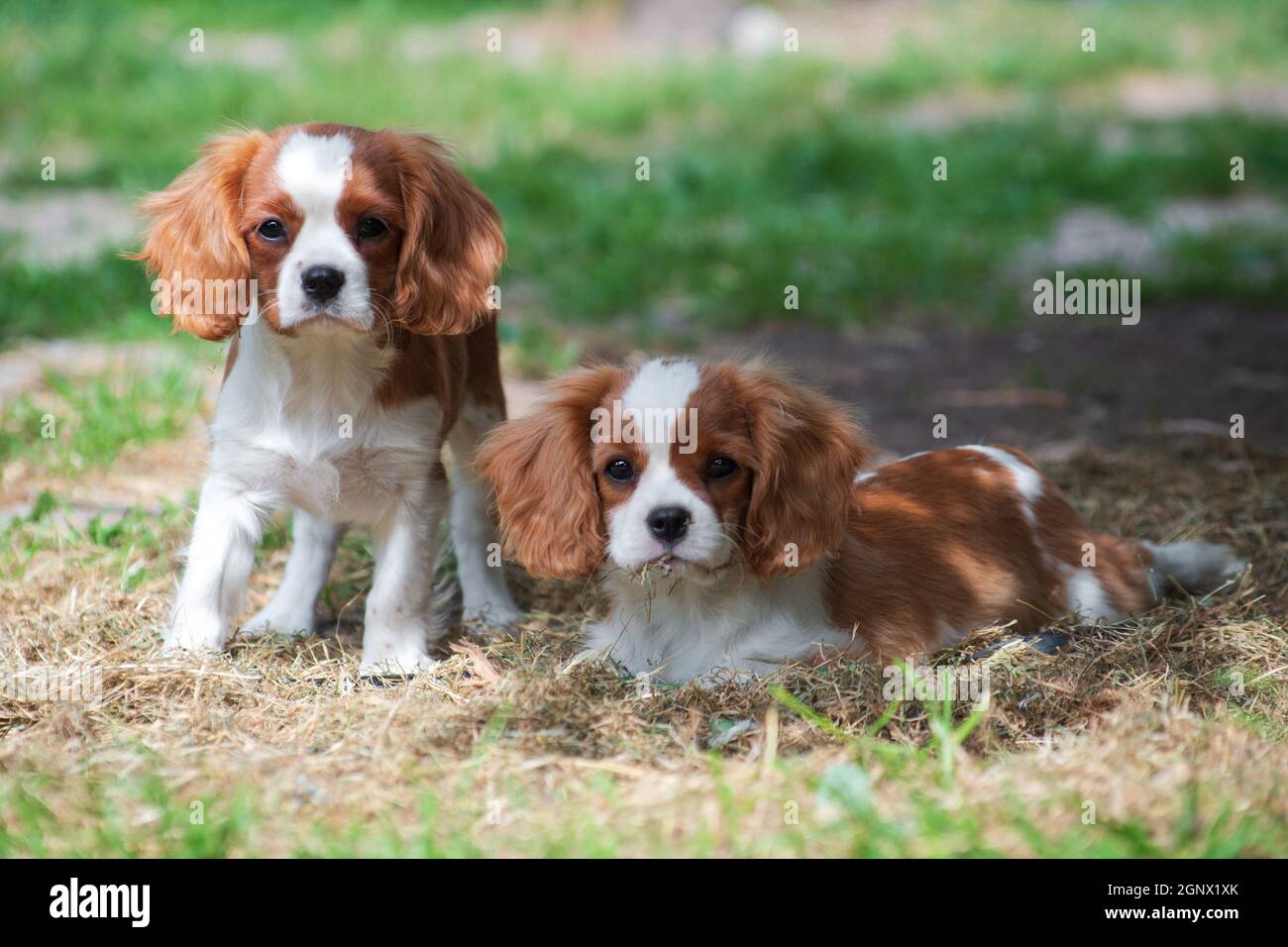 Two young dogs of the Cavalier King Charles Spaniel breed, red and ...