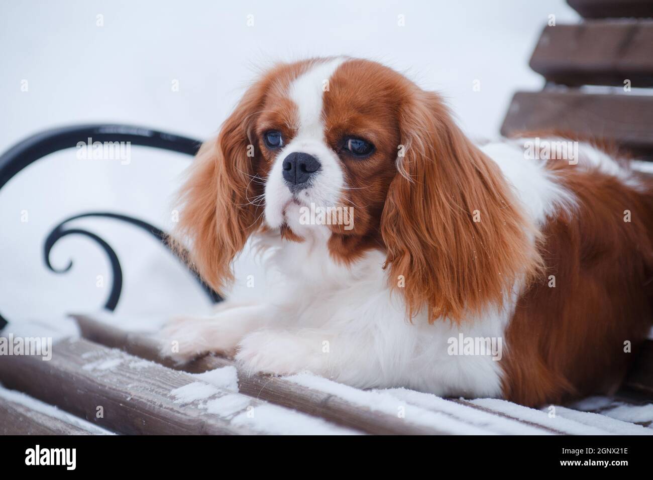 Dog of the Cavalier King Charles Spaniel breed, red and white, long ...