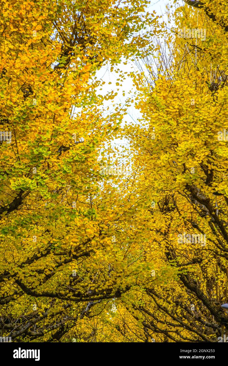 Ginkgo Shrine outer garden ginkgo row of trees. Shooting Location ...