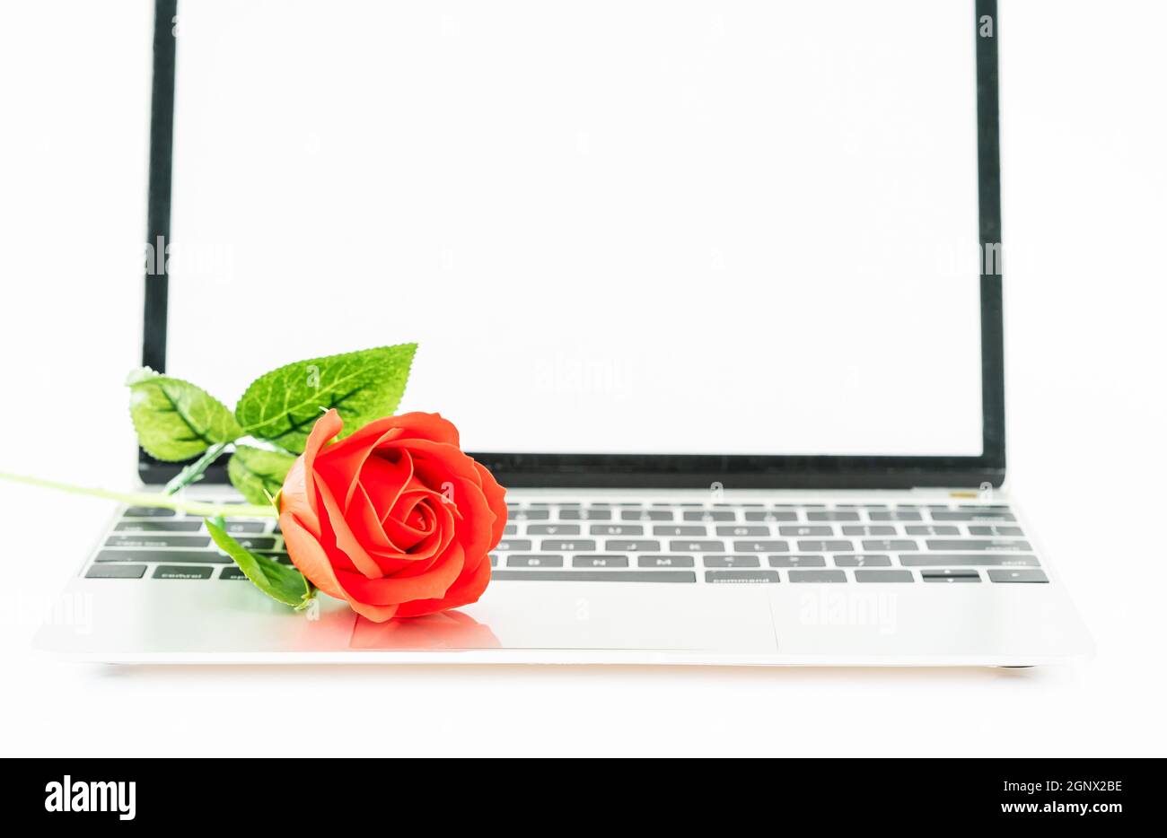 Red rose on the laptop keyboard on white background, Valentine concept ...