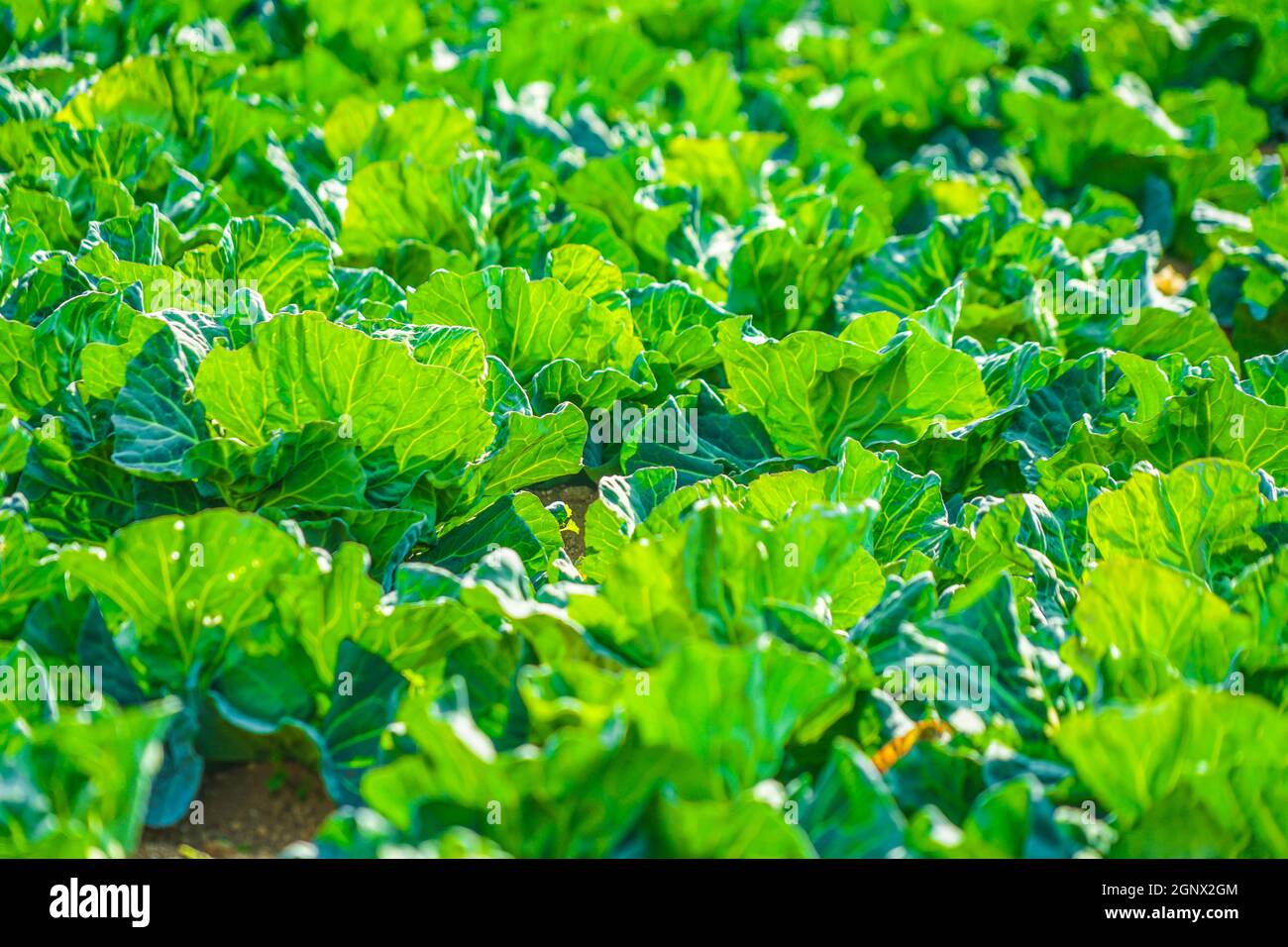 Of cabbage field image. Shooting Location: Yokohama-city kanagawa ...