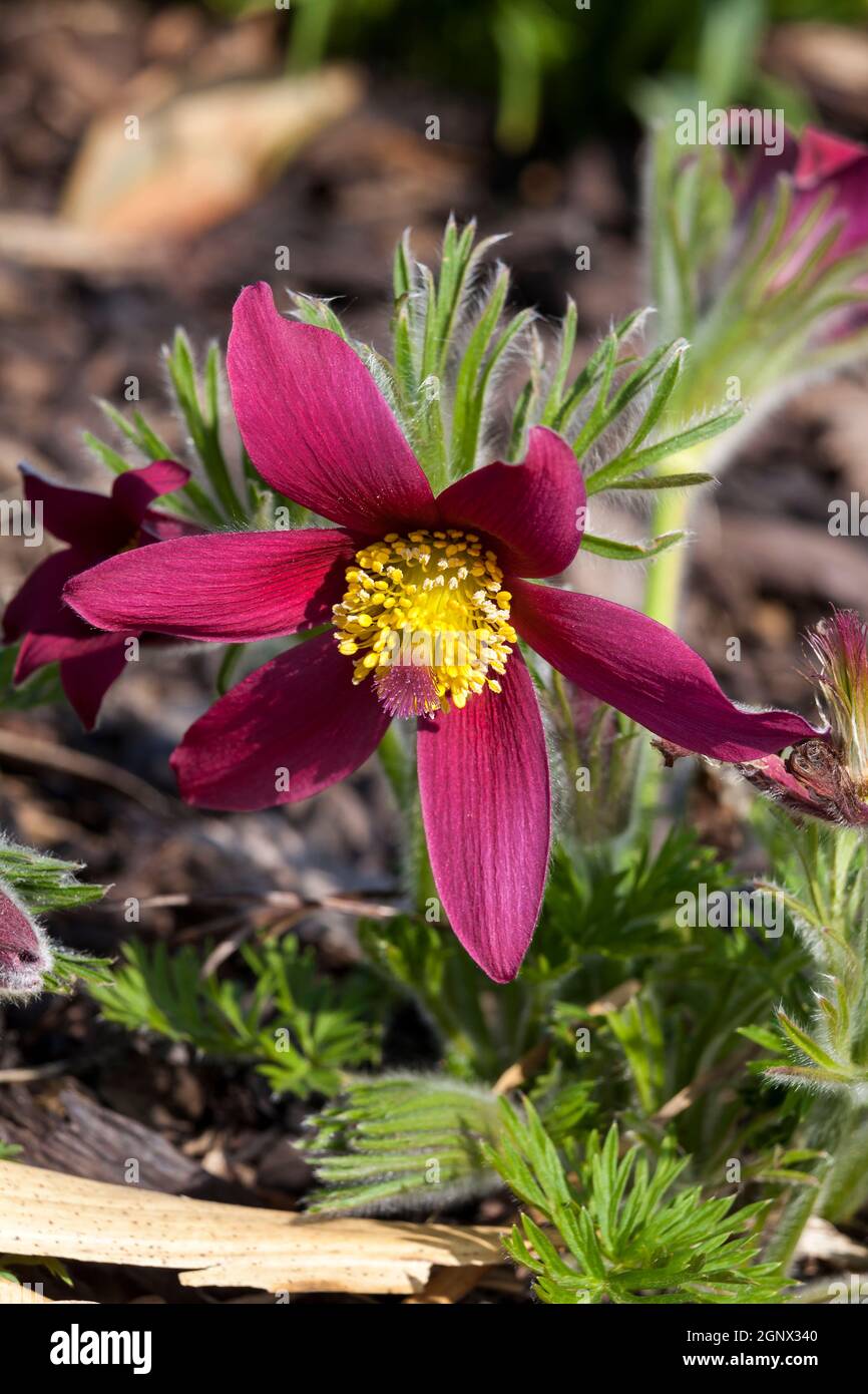 Pulsatilla vulgaris 'Pinwheel Dark Red Shades' a spring red perennial ...