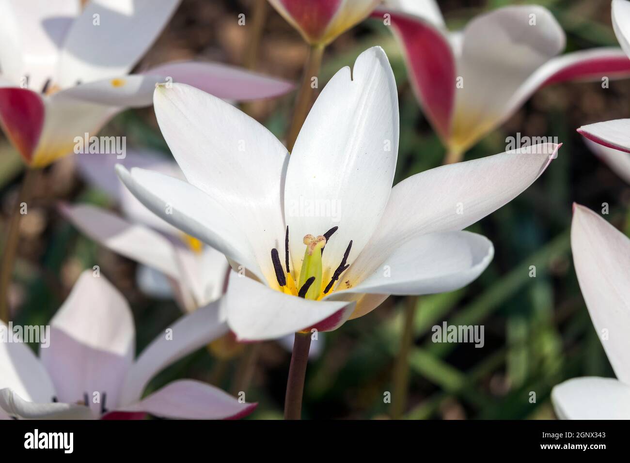 Tulip 'Lady Jane' a spring flowering bulb plant Stock Photo - Alamy
