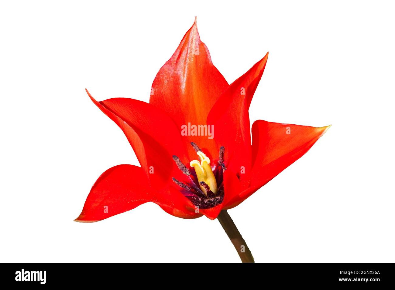 Tulip Linifolia a red spring flowering bulb plant cut out and isolated ...