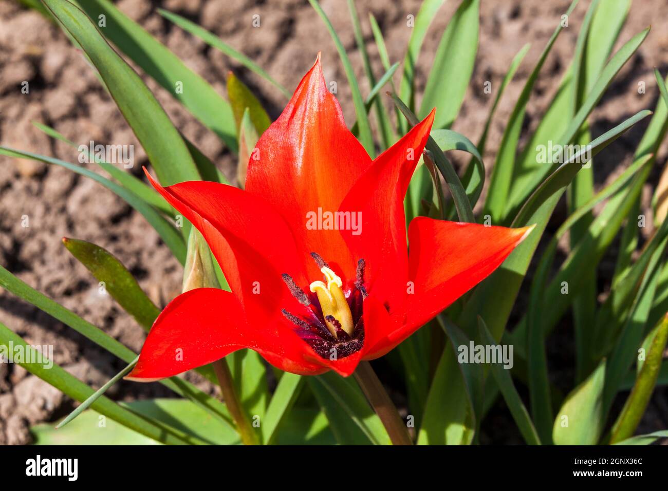 Tulip Linifolia a red spring flowering bulb plant Stock Photo - Alamy