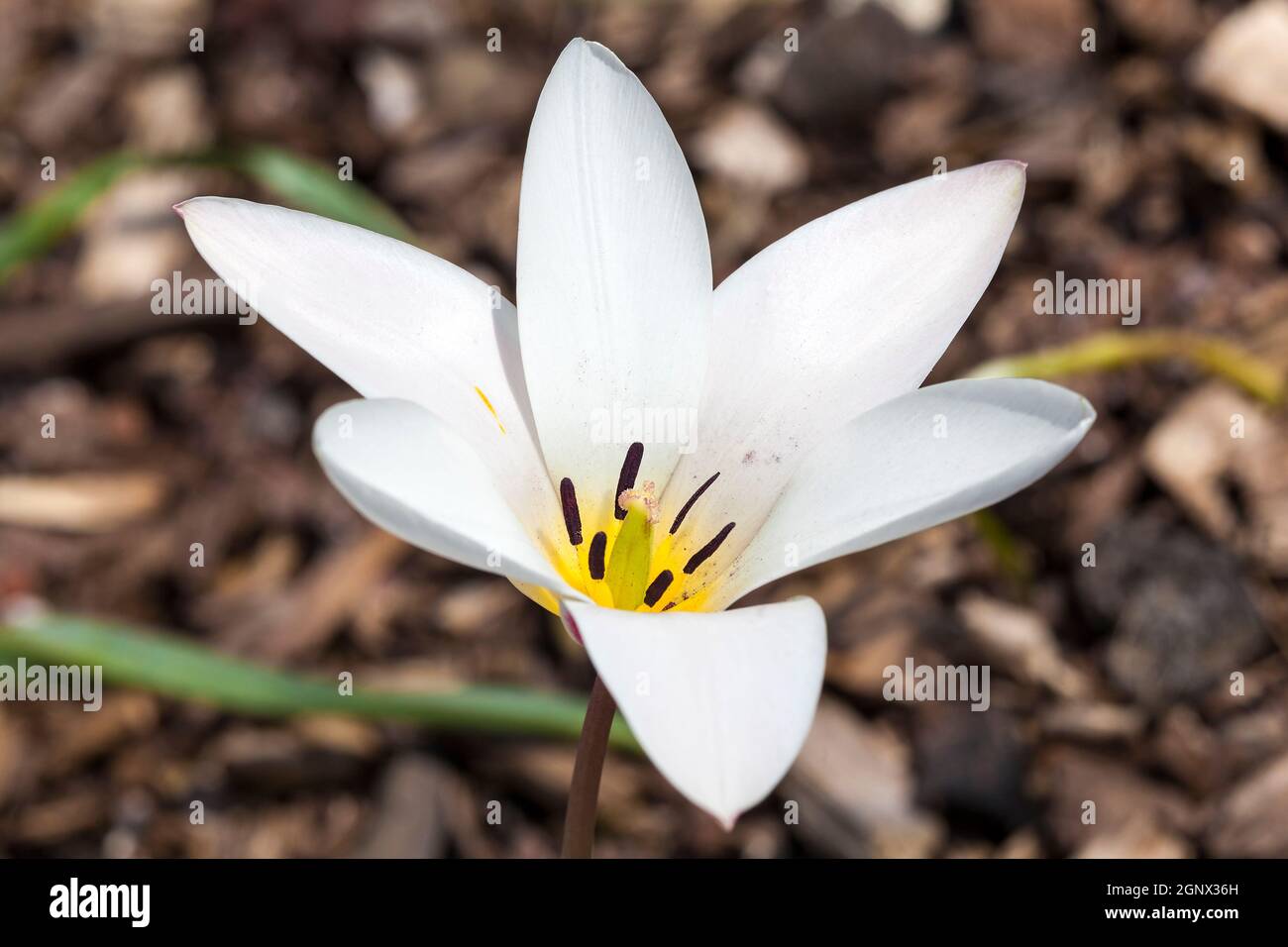 Tulip 'Lady Jane' a spring flowering bulb plant Stock Photo - Alamy
