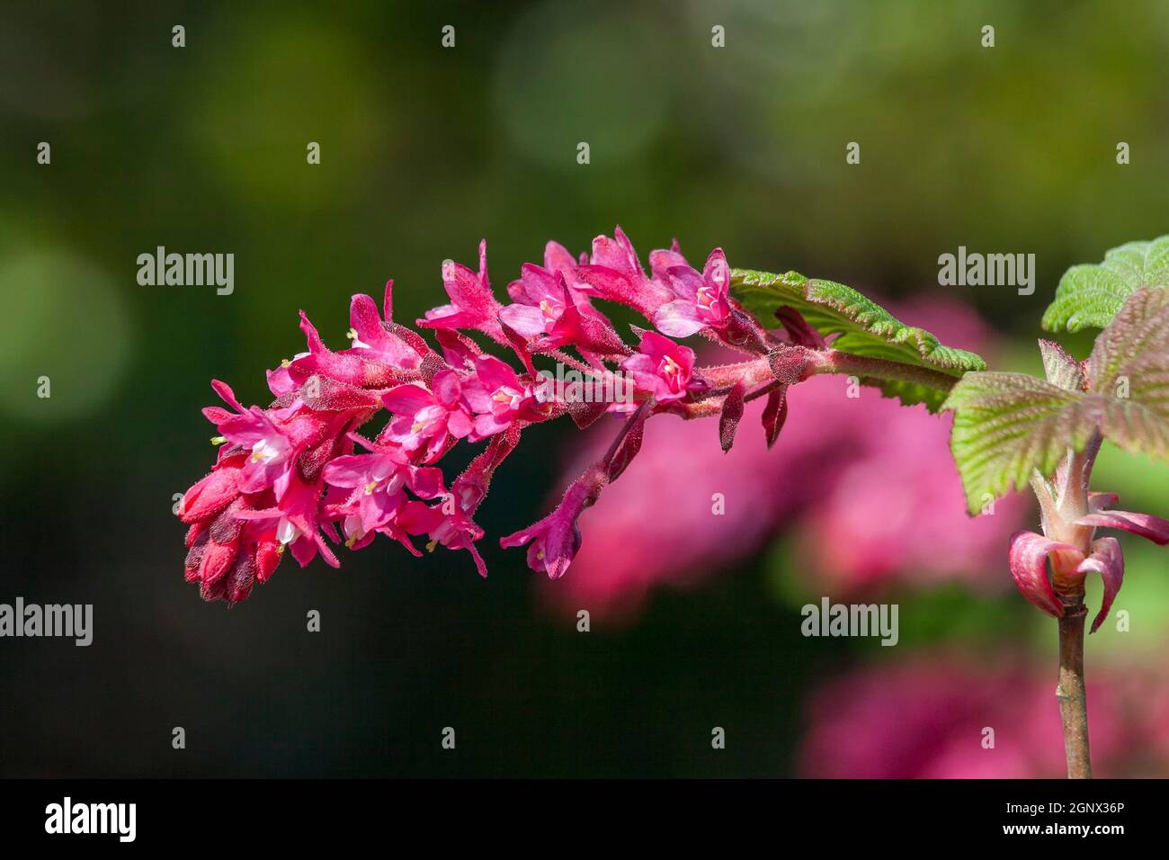 Ribes sanguineum 'King edward VII' an early spring dark red flower ...