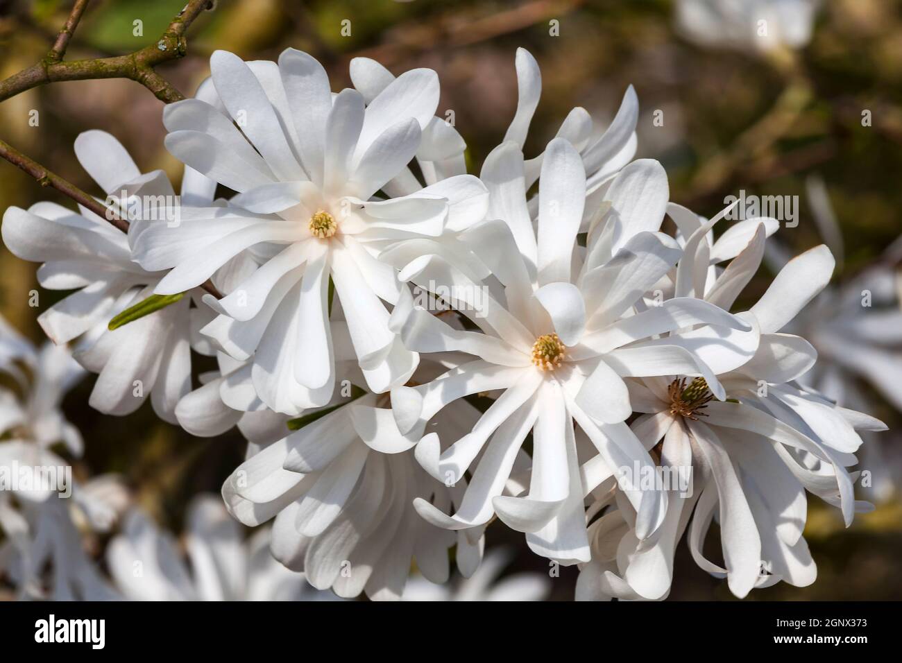 Magnolia Stellata a winter spring white flower shrub or small tree ...
